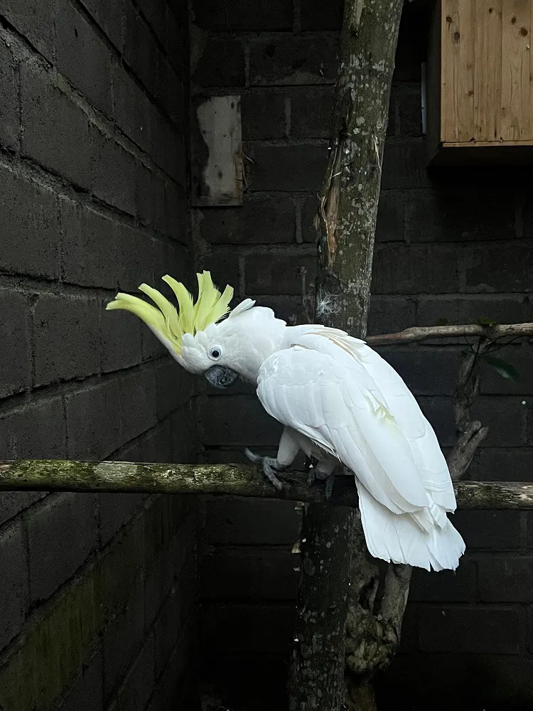 PT Indo Fauna Asia – Jasa Ekspor Hewan Indonesia | Exotic Animal Exporter