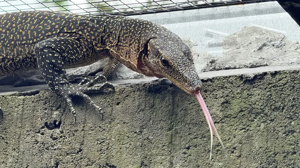 PT Indo Fauna Asia – Jasa Ekspor Hewan Indonesia | Exotic Animal Exporter