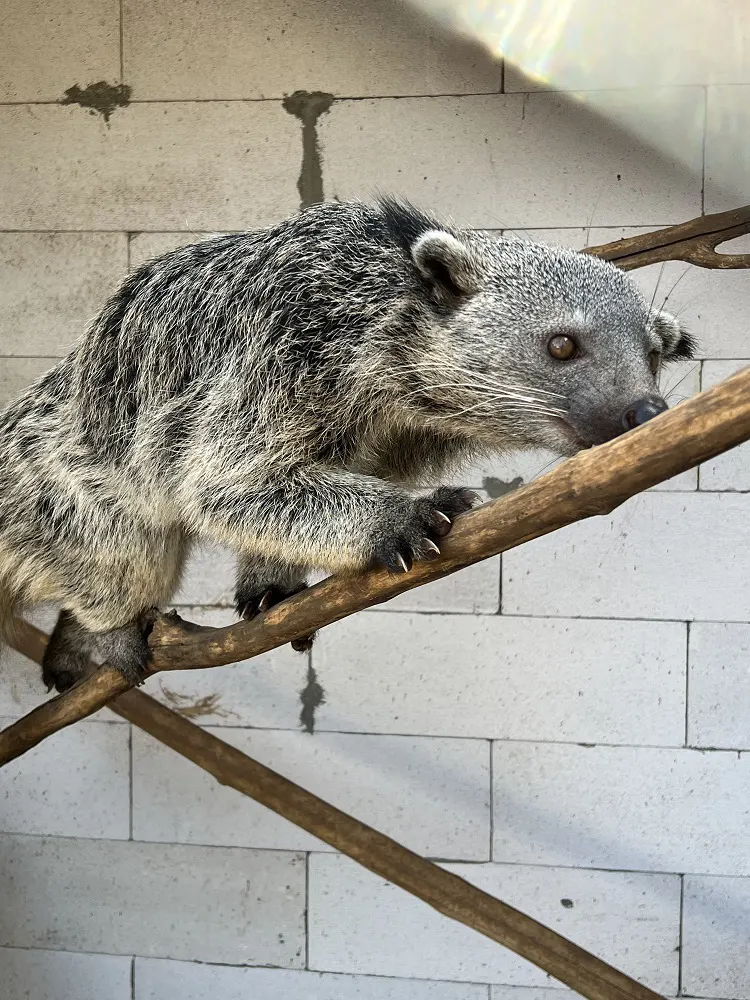 PT Indo Fauna Asia – Jasa Ekspor Hewan Indonesia | Exotic Animal Exporter